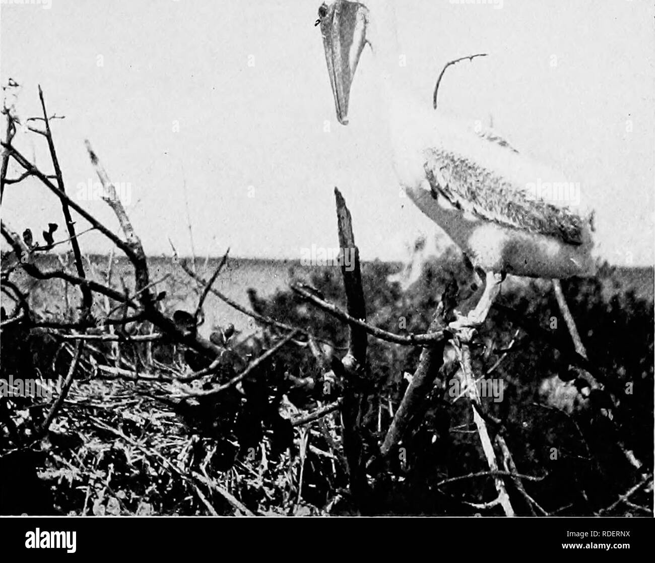 . Bird studies with a camera : with introductory chapters on the outfit ...