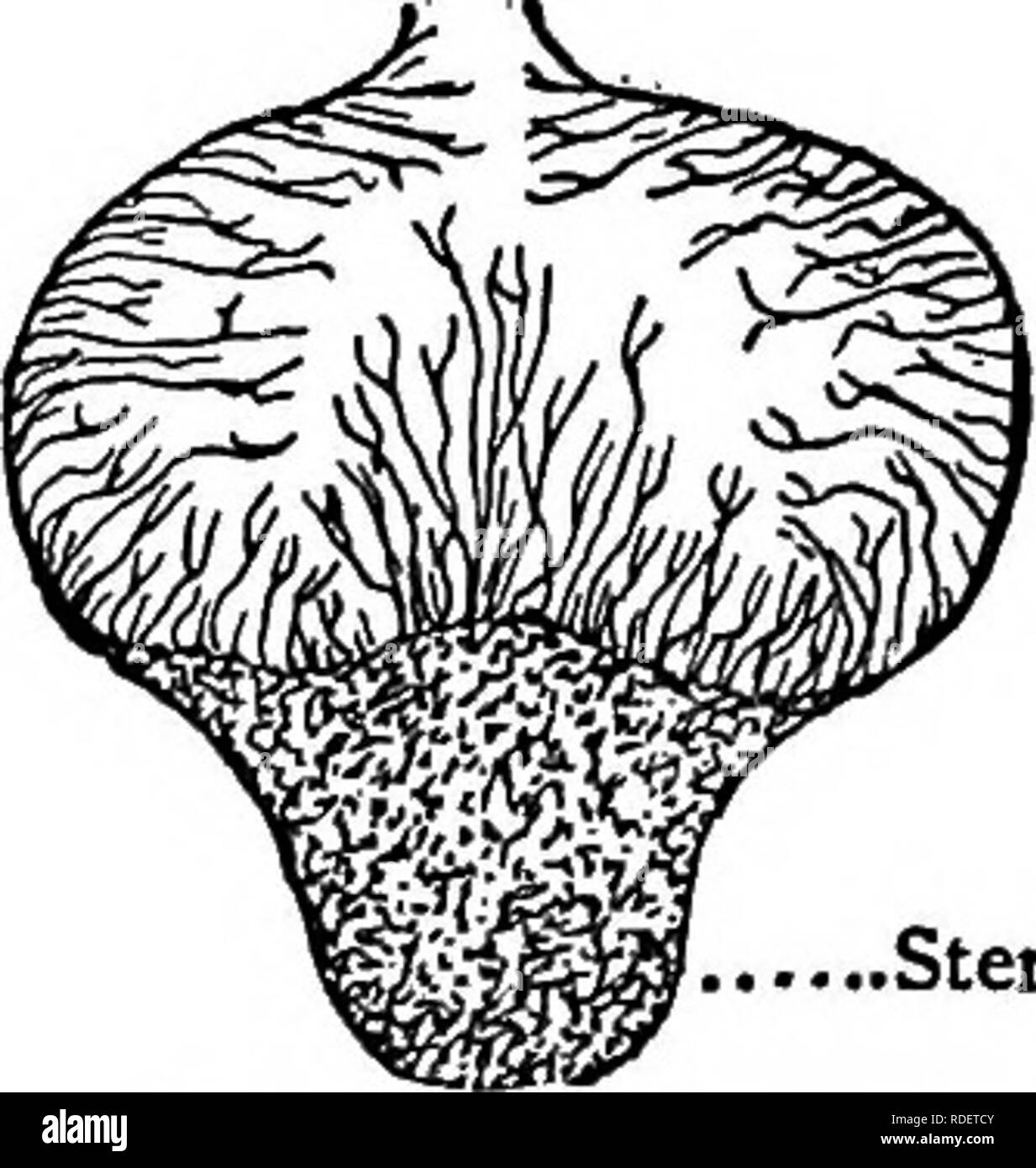 Puffballs Black and White Stock Photos & Images - Alamy