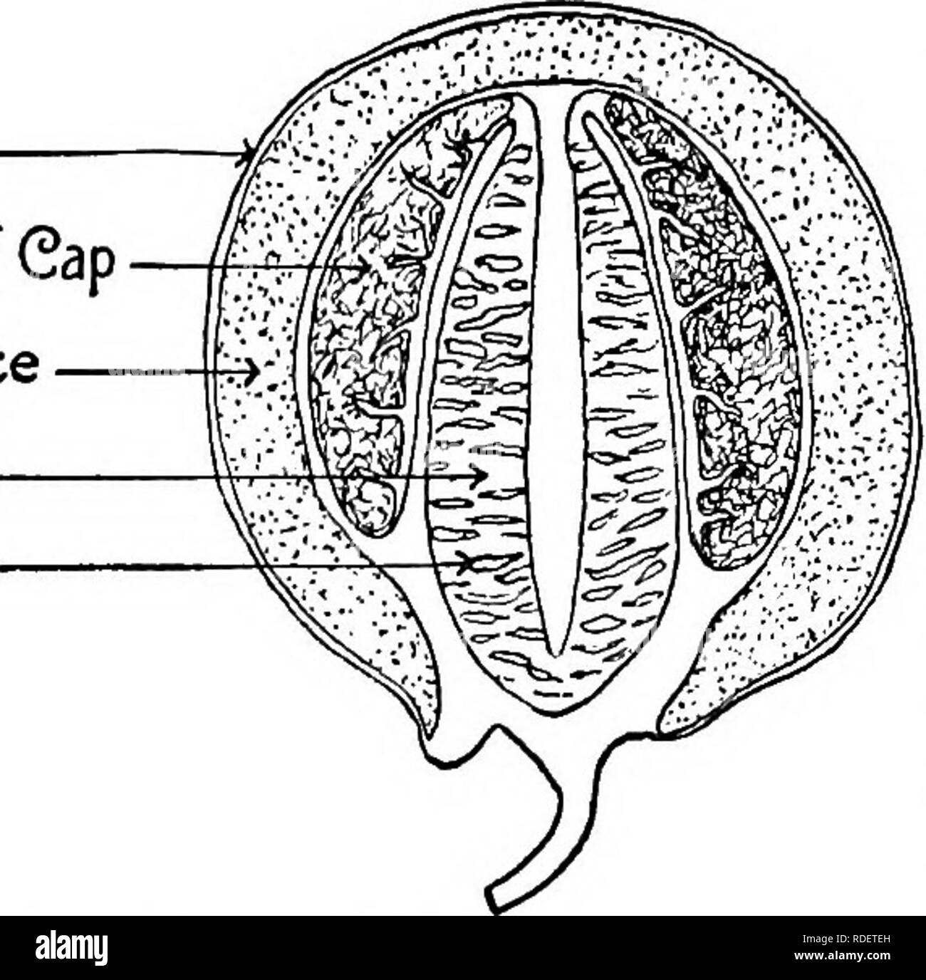 Phallus mushroom Black and White Stock Photos & Images - Alamy