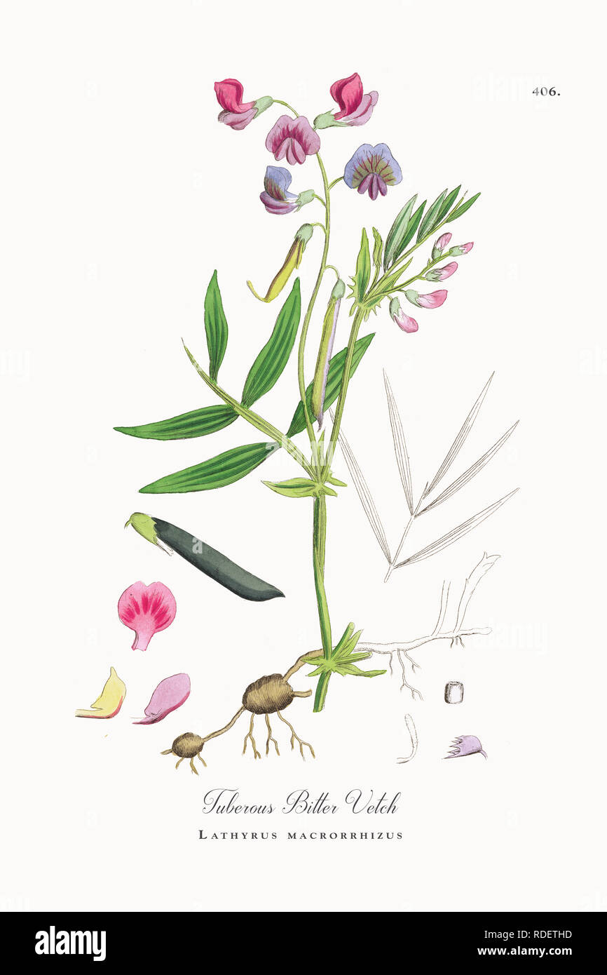 Antique Hand-Colored English Victorian Botanical Illustration, Circa ...