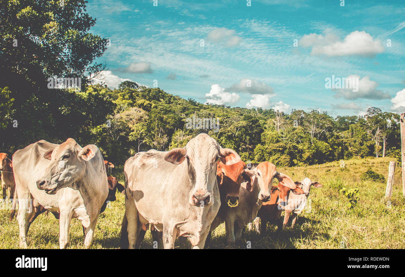 Beautiful cattle standing in green field on the farm Stock Photo - Alamy