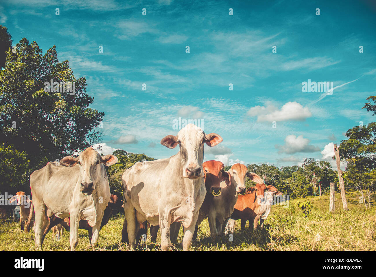 Beautiful white cattle hi-res stock photography and images - Alamy