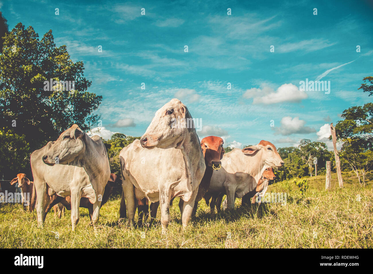 Beautiful cattle hi-res stock photography and images - Alamy