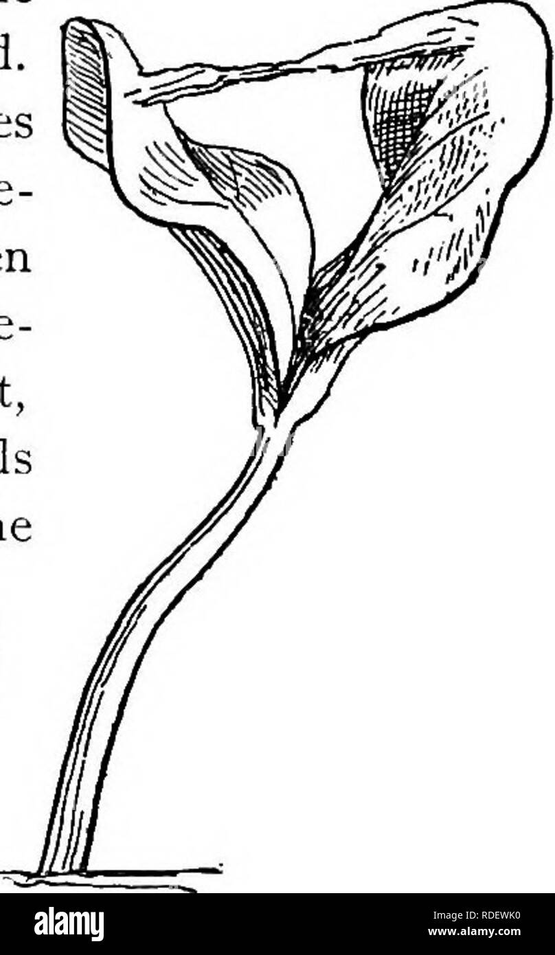 . Lessons in botany. Botany. Fig. 3. Pumpkin seedling rising from the ...