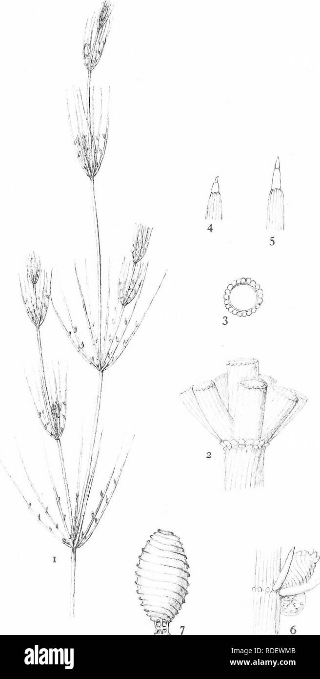 Chara fragilis Black and White Stock Photos & Images - Alamy