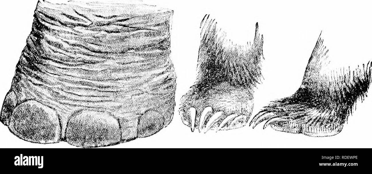 . Animal activities; a first book in zoo?logy. Zoology; Animal behavior ...