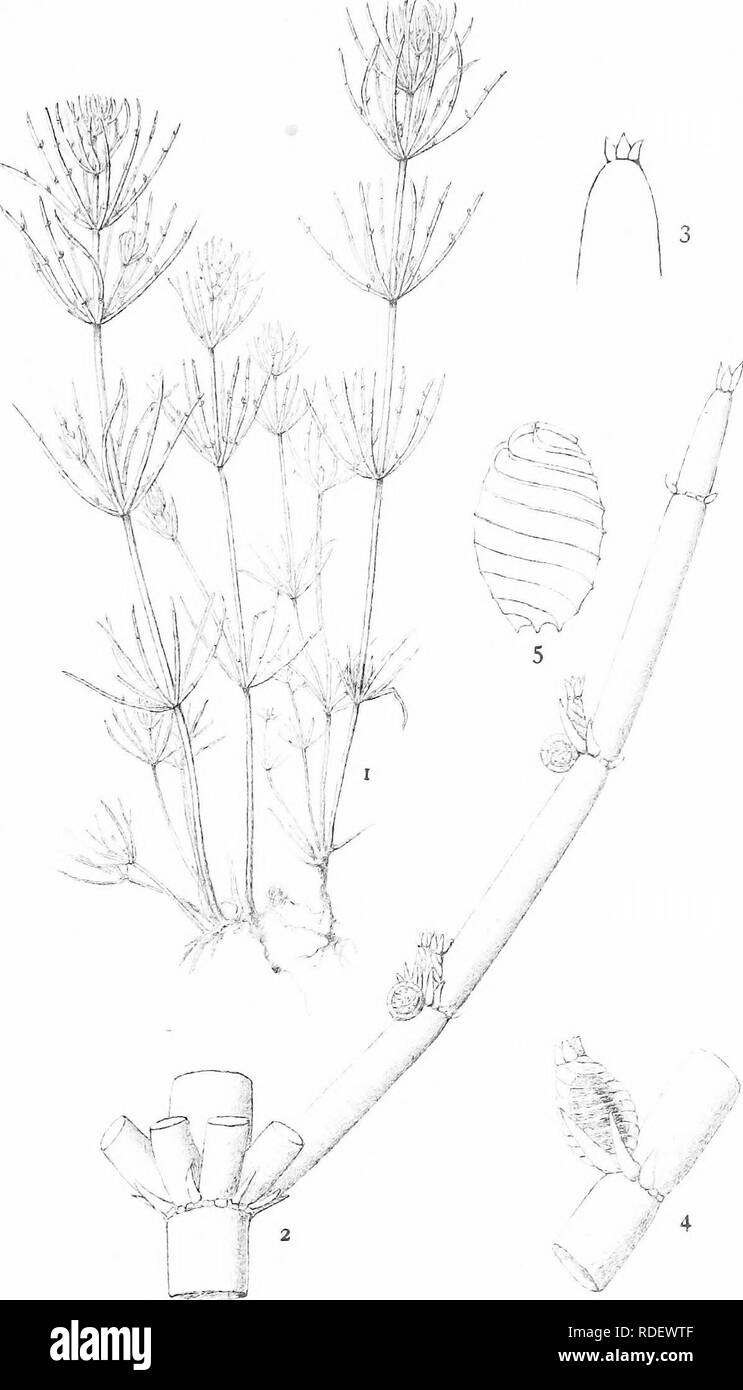 Chara Black and White Stock Photos & Images - Alamy