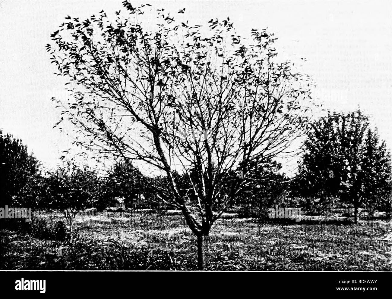 Disease brown rot plum tree Black and White Stock Photos & Images - Alamy