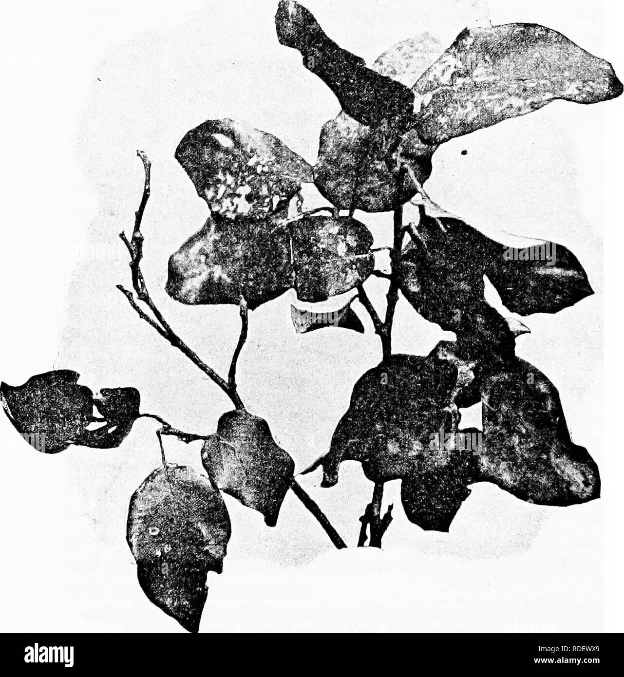 Quince leaf blight Black and White Stock Photos & Images - Alamy