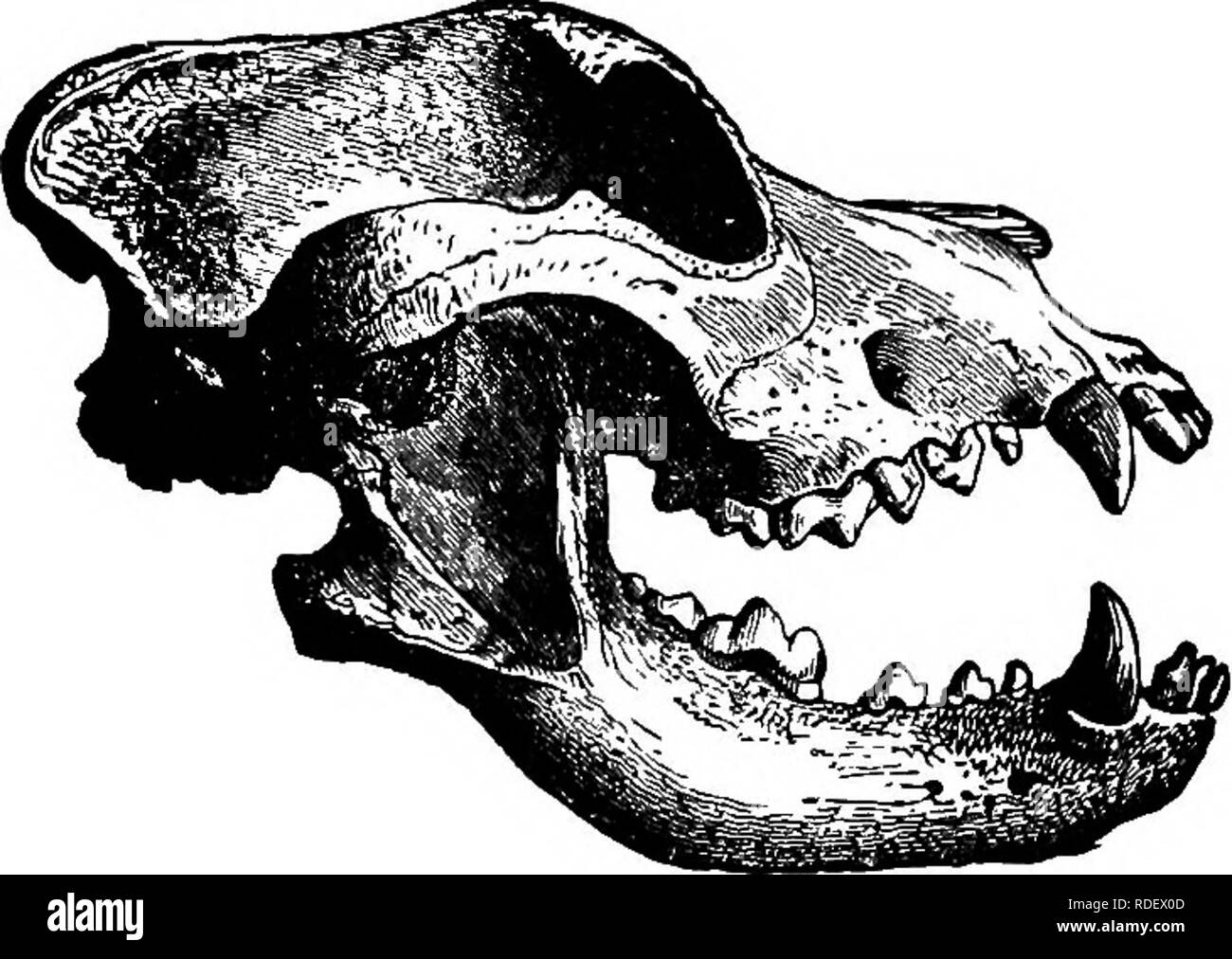 Man Slices His Body In Half