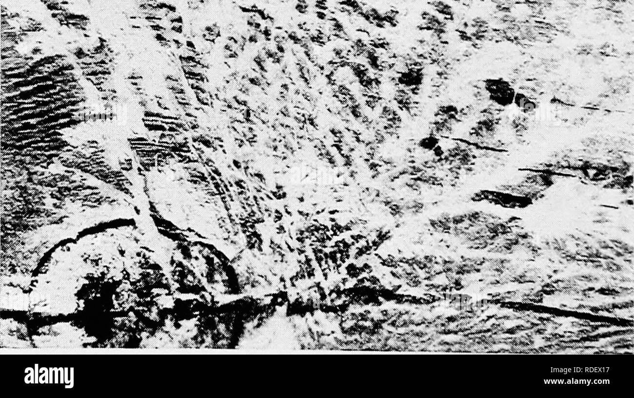 . Minnesota plant diseases. Plant diseases. Fig. 121.—The dry-rot ...