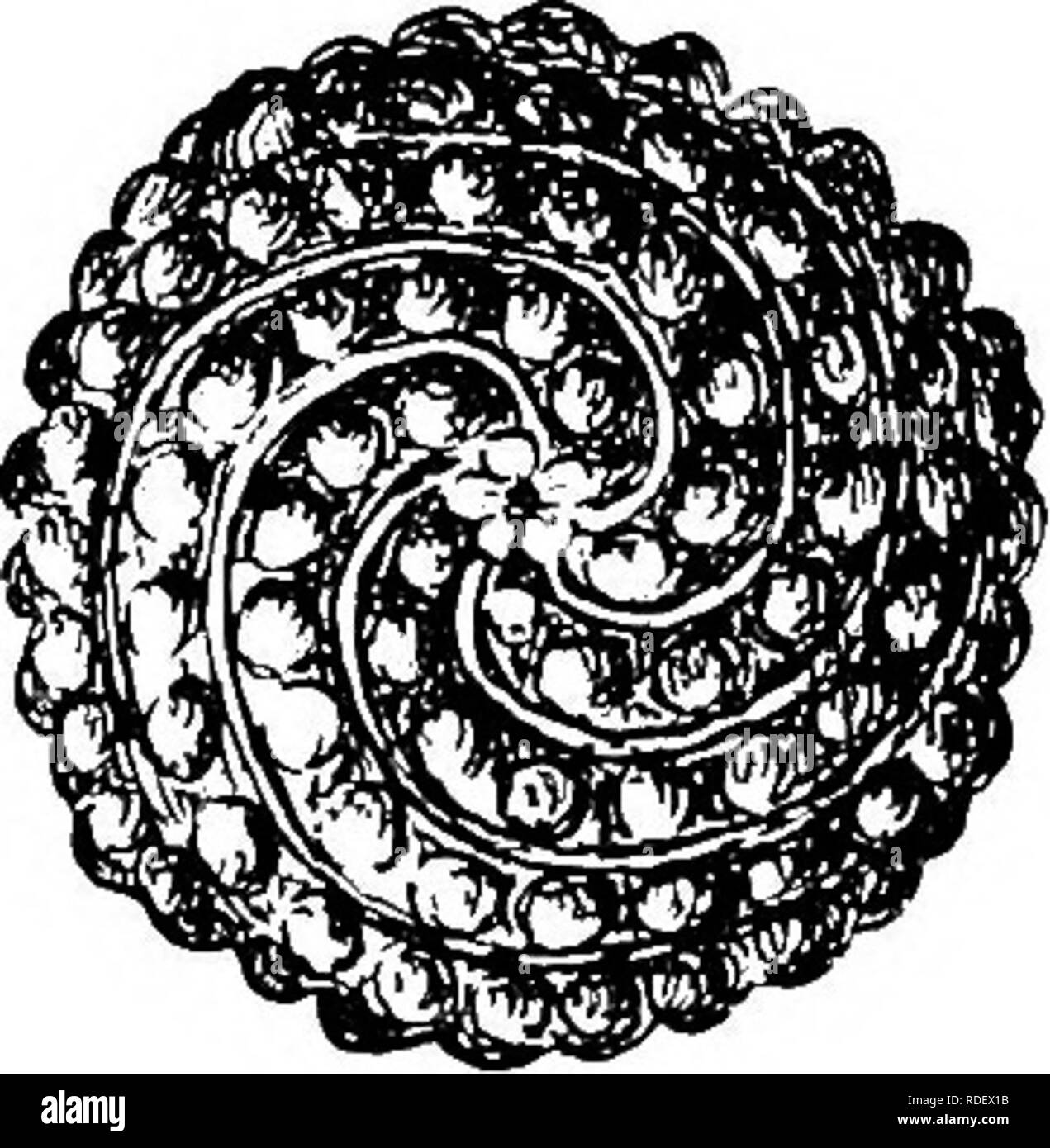 . The British Charophyta. Characeae. 82 BRITISH CHAROPHYTA. Dr. Stache ...