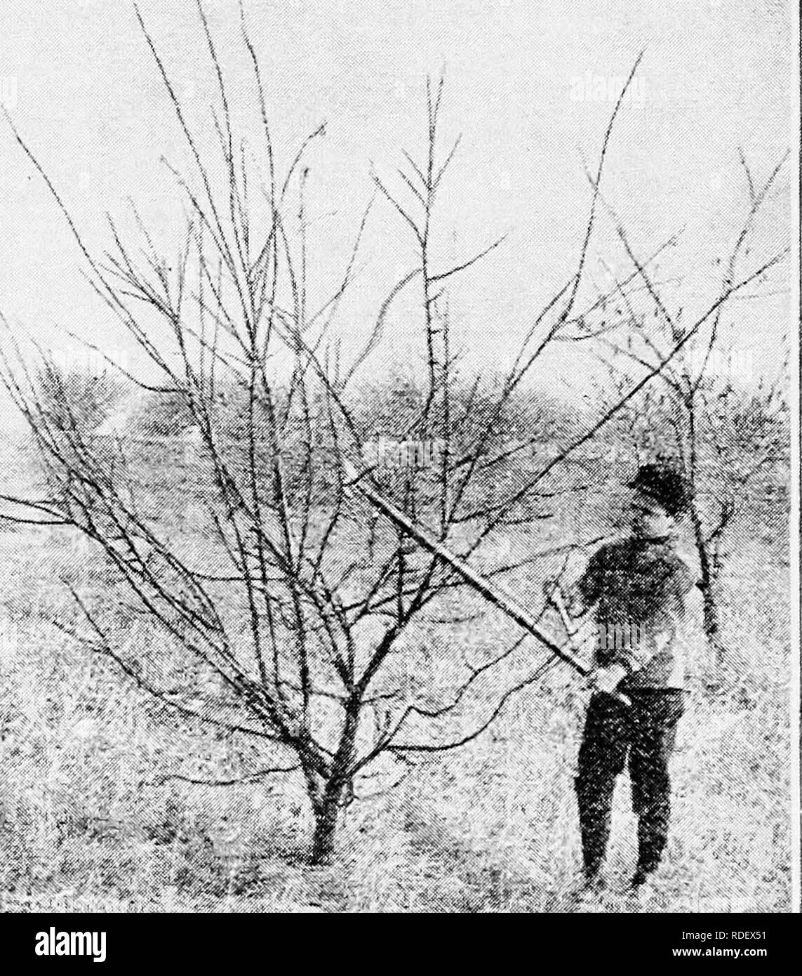 Woman pruning a plum tree Black and White Stock Photos & Images - Alamy