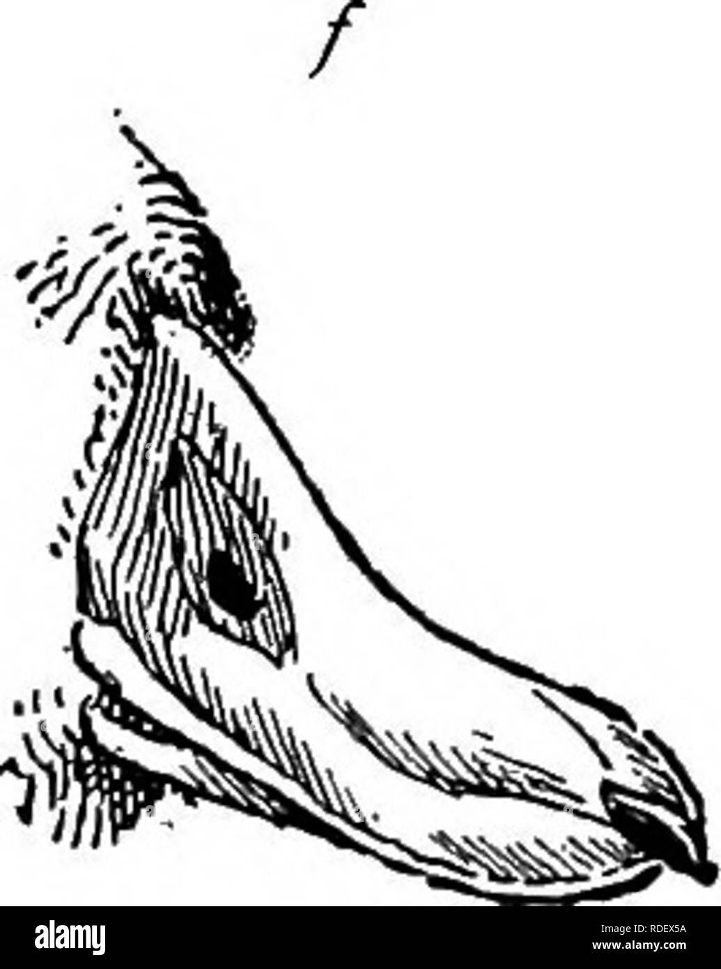 Probing with their beak for insects Black and White Stock Photos ...