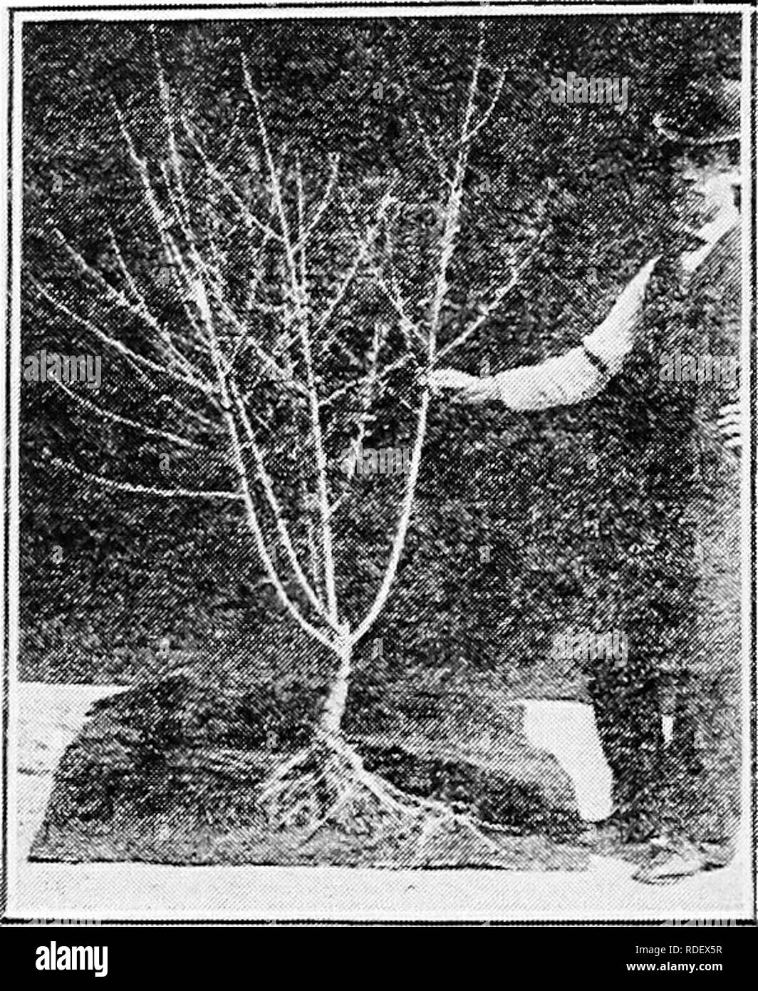 . Beginners' guide to fruit growing : a simple statement of the ...