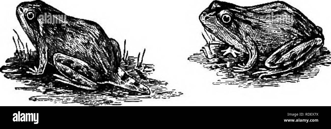 . Animal activities; a first book in zoo?logy. Zoology; Animal behavior ...