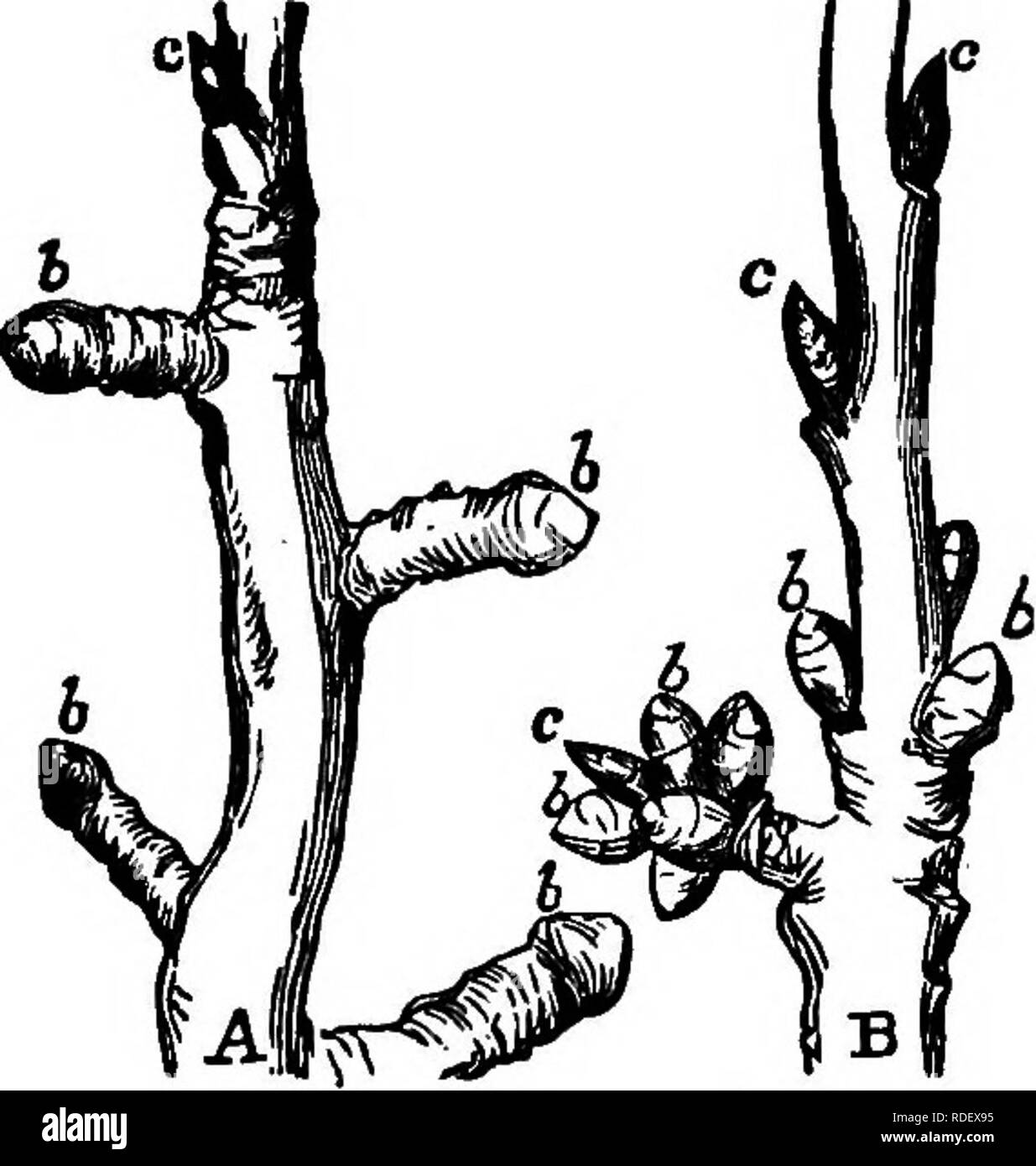 . The American fruit culturist, containing directions for the ...