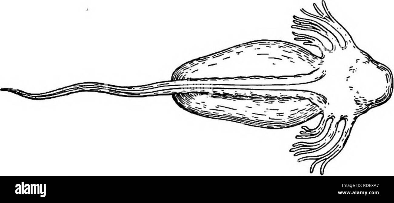 Young Tadpole Drawing