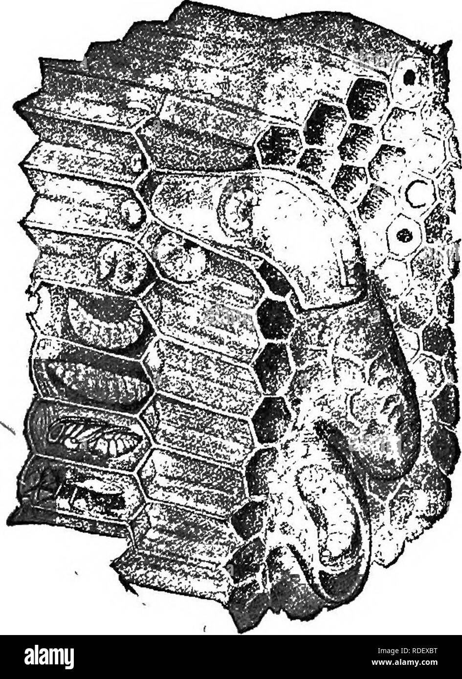 . Practical beekeeping. Bees. PRACTICAL BEEKEEPING 19 those fully ...