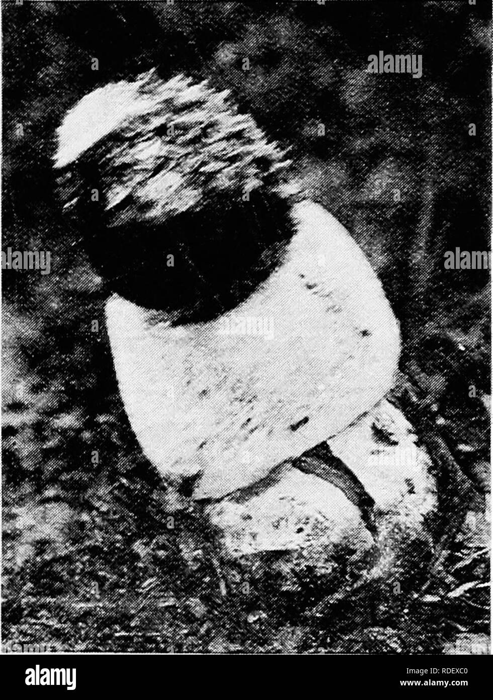 Olive green mass of spores hi-res stock photography and images - Alamy