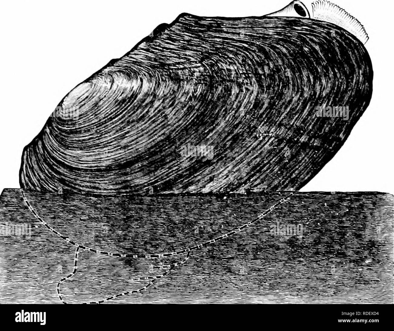 . Animal activities; a first book in zoo?logy. Zoology; Animal behavior ...