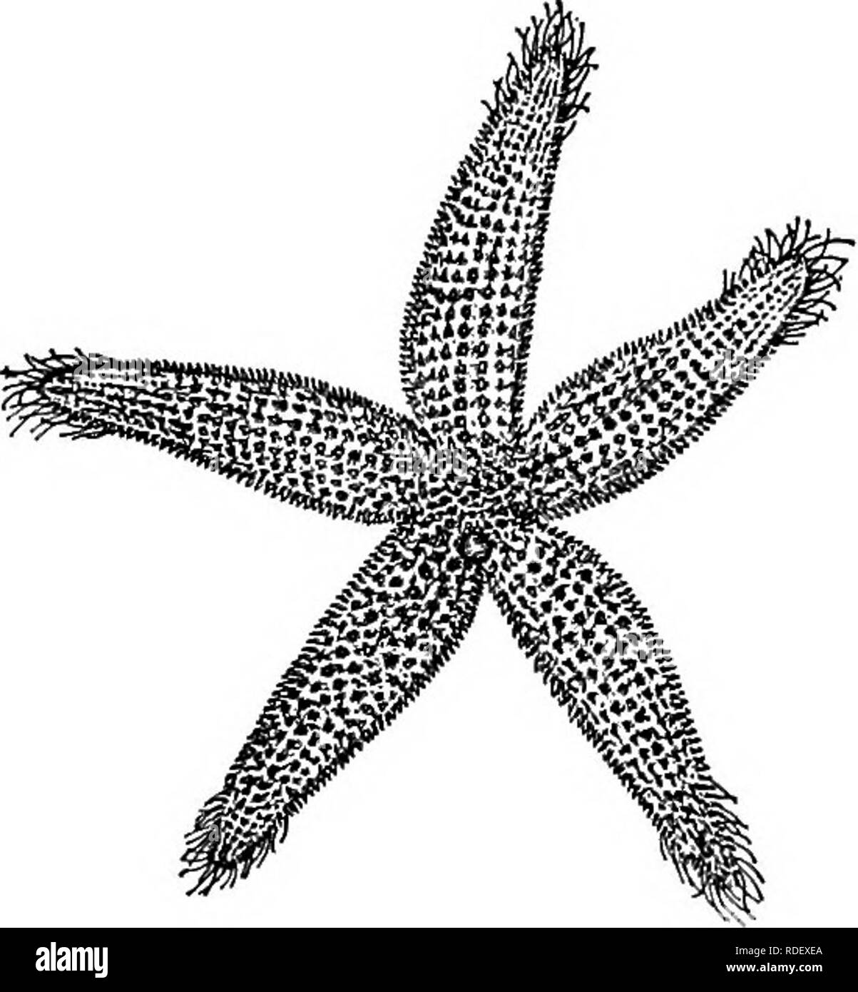 Brittle Star Drawing