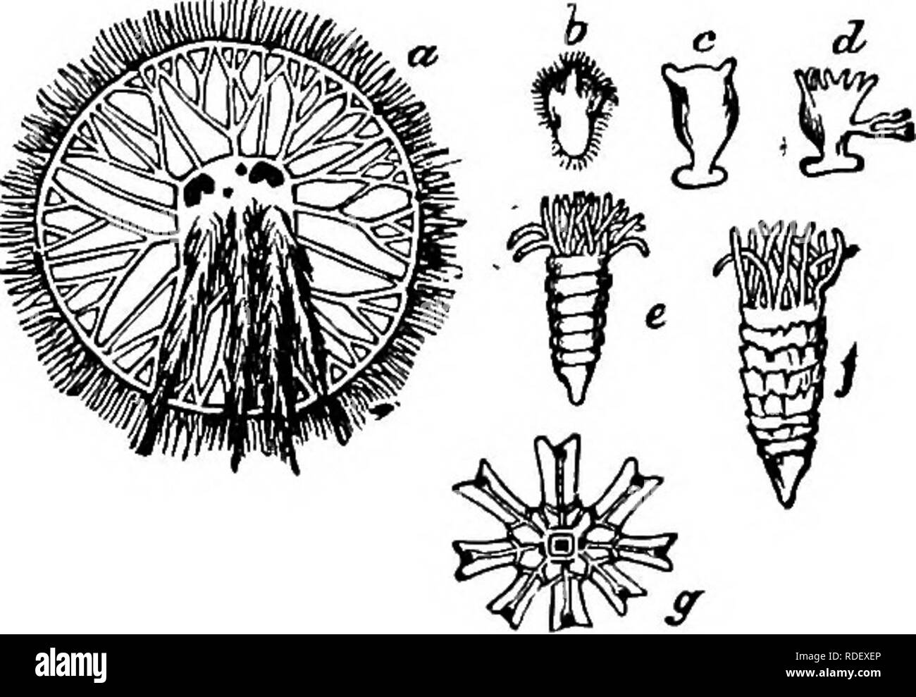 Grows into a cylindrical shape hi-res stock photography and images - Alamy