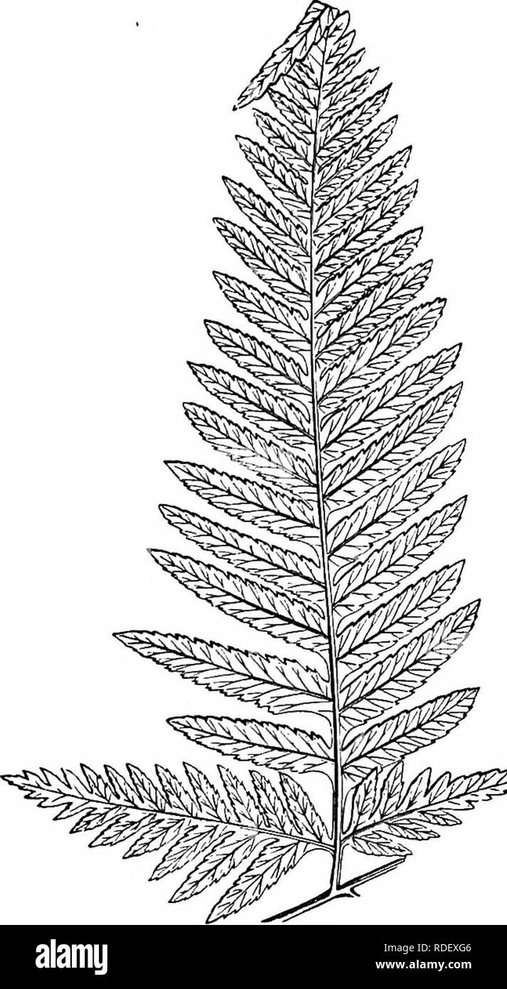 Bracken Fern Drawing