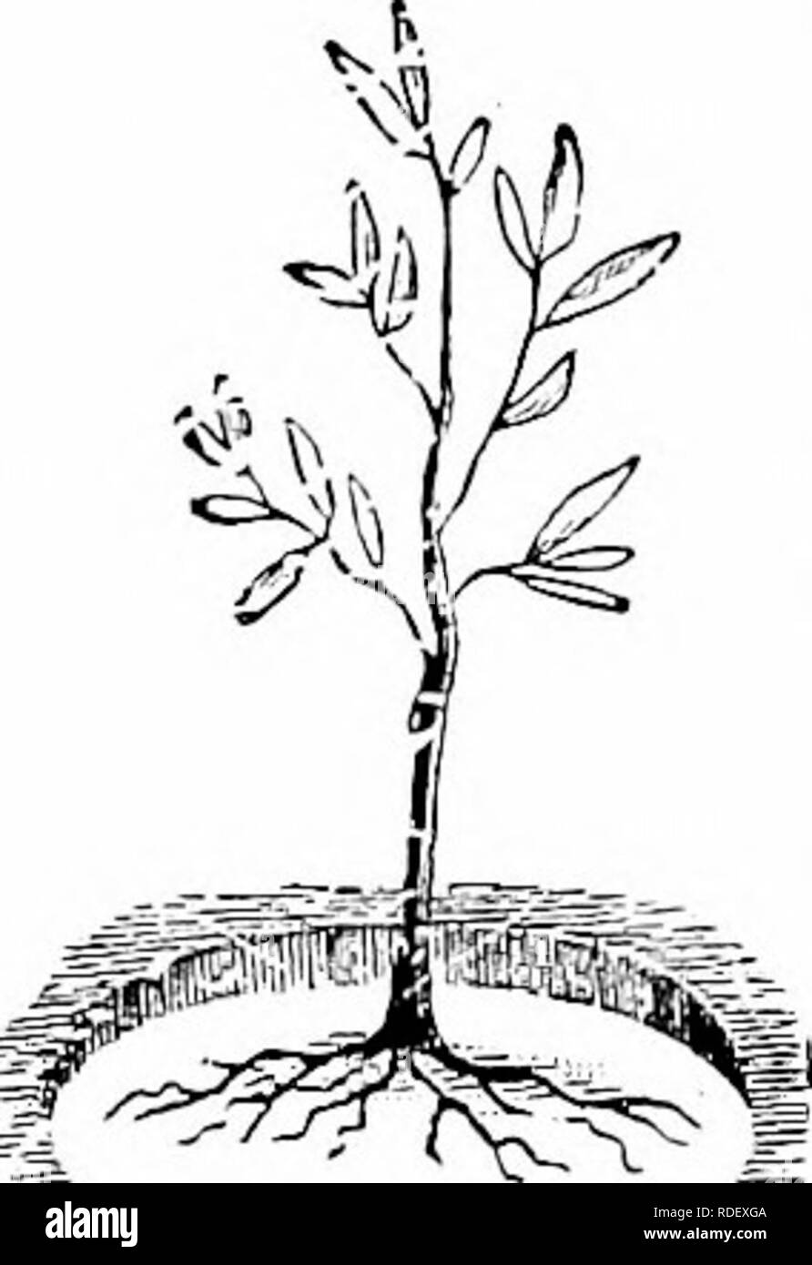 Citrus tree roots hi-res stock photography and images - Alamy