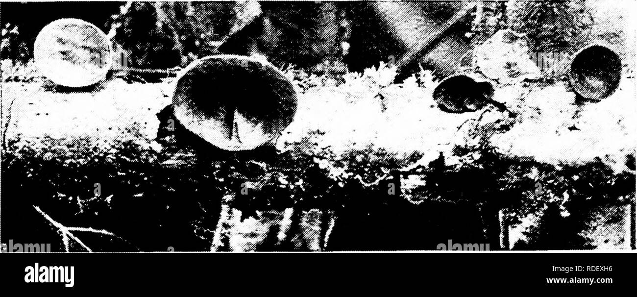 Gelatinization hi-res stock photography and images - Alamy