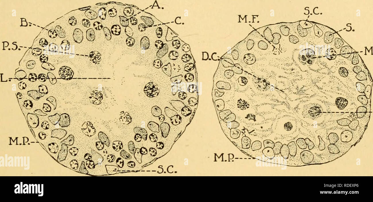 . The effects of inanition and malnutrition upon growth and structure ...