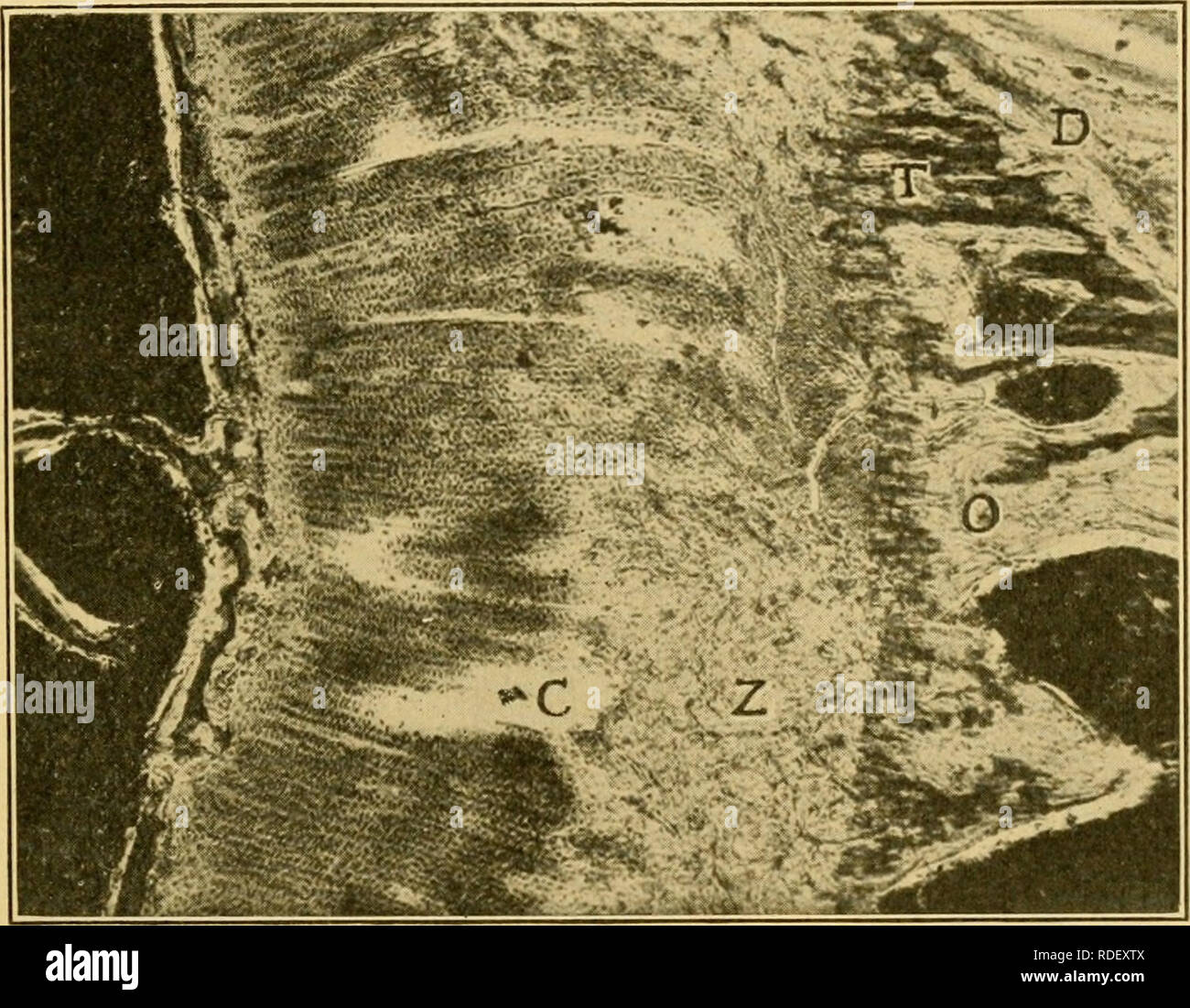 . The effects of inanition and malnutrition upon growth and structure ...