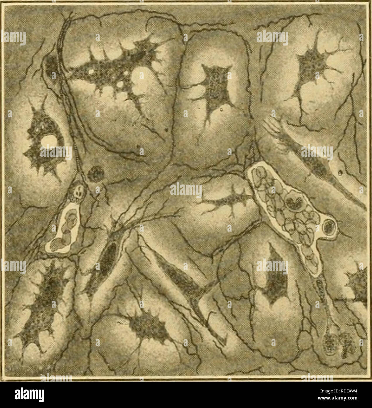. The effects of inanition and malnutrition upon growth and structure ...