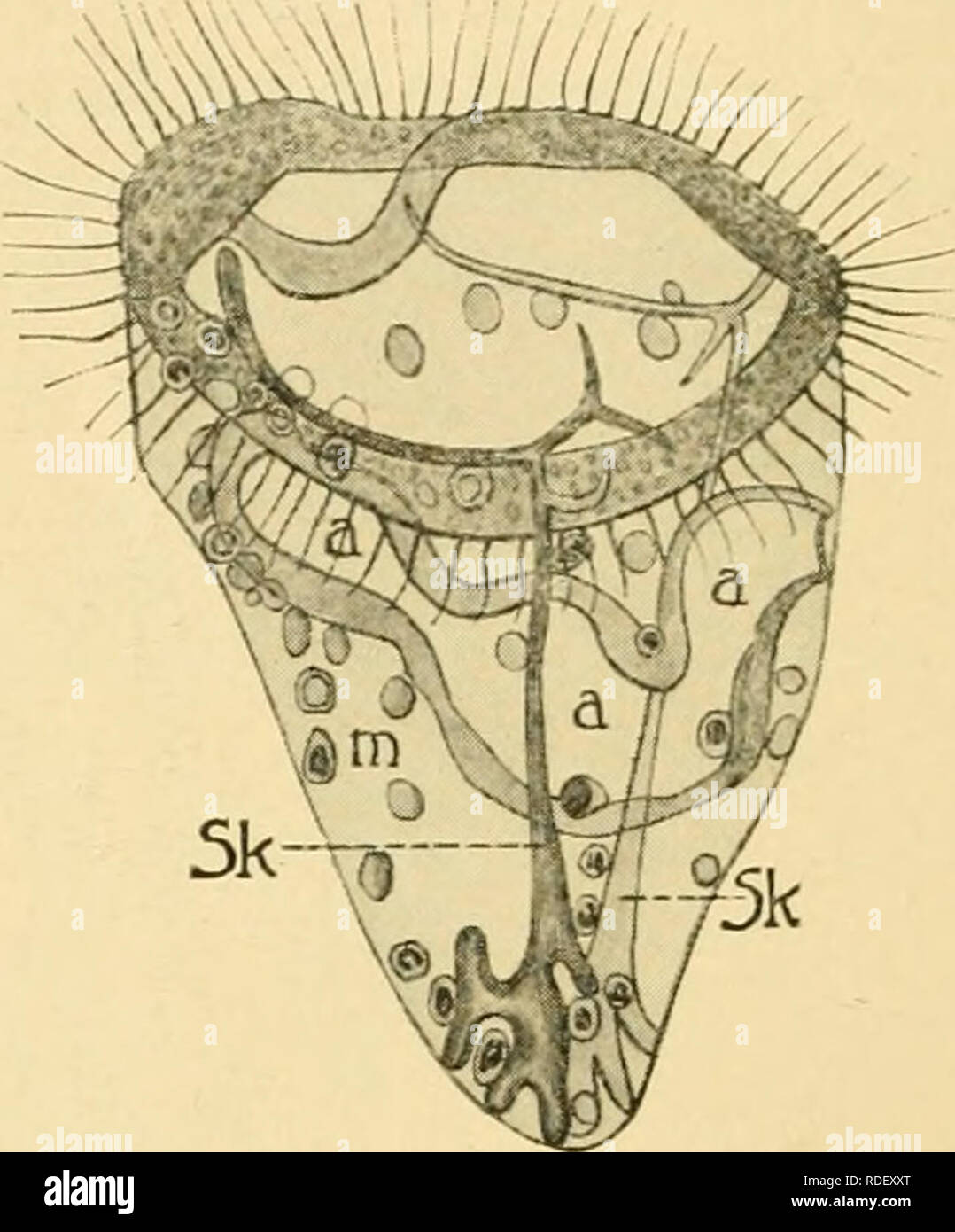 . The effects of inanition and malnutrition upon growth and structure ...