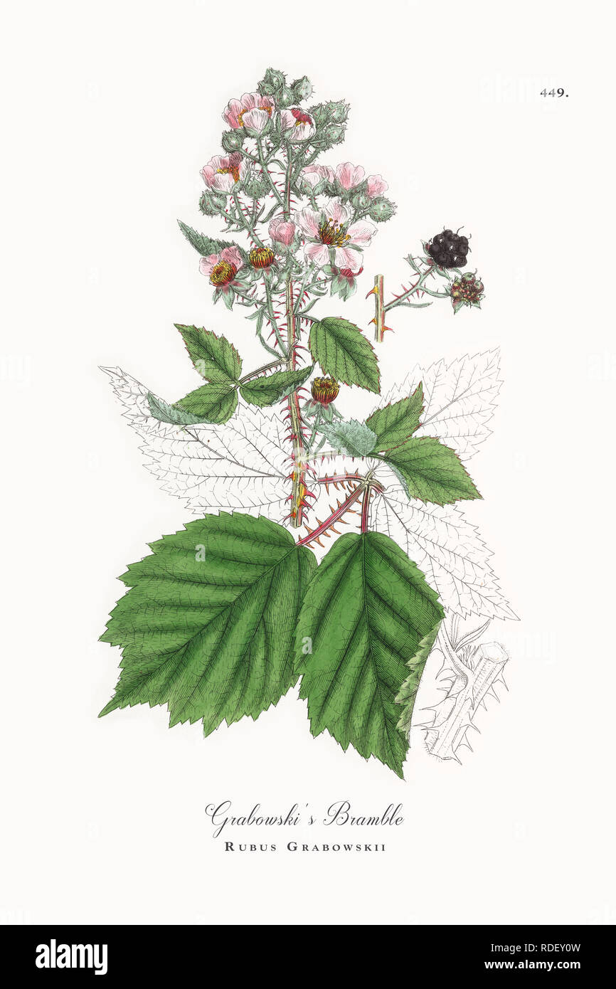 Antique Hand-Colored English Victorian Botanical Illustration, Circa ...