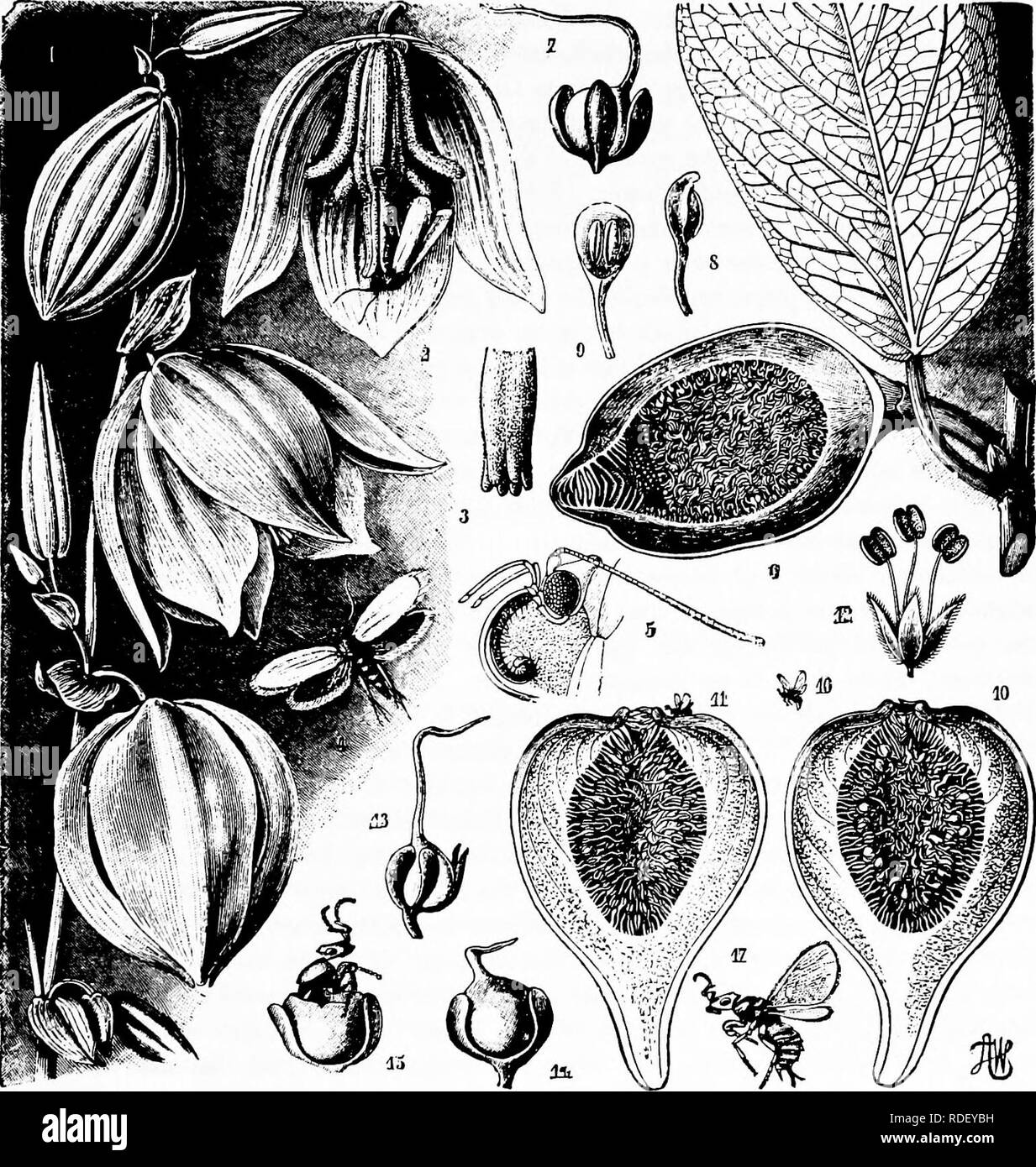 Yucca moth hi-res stock photography and images - Alamy