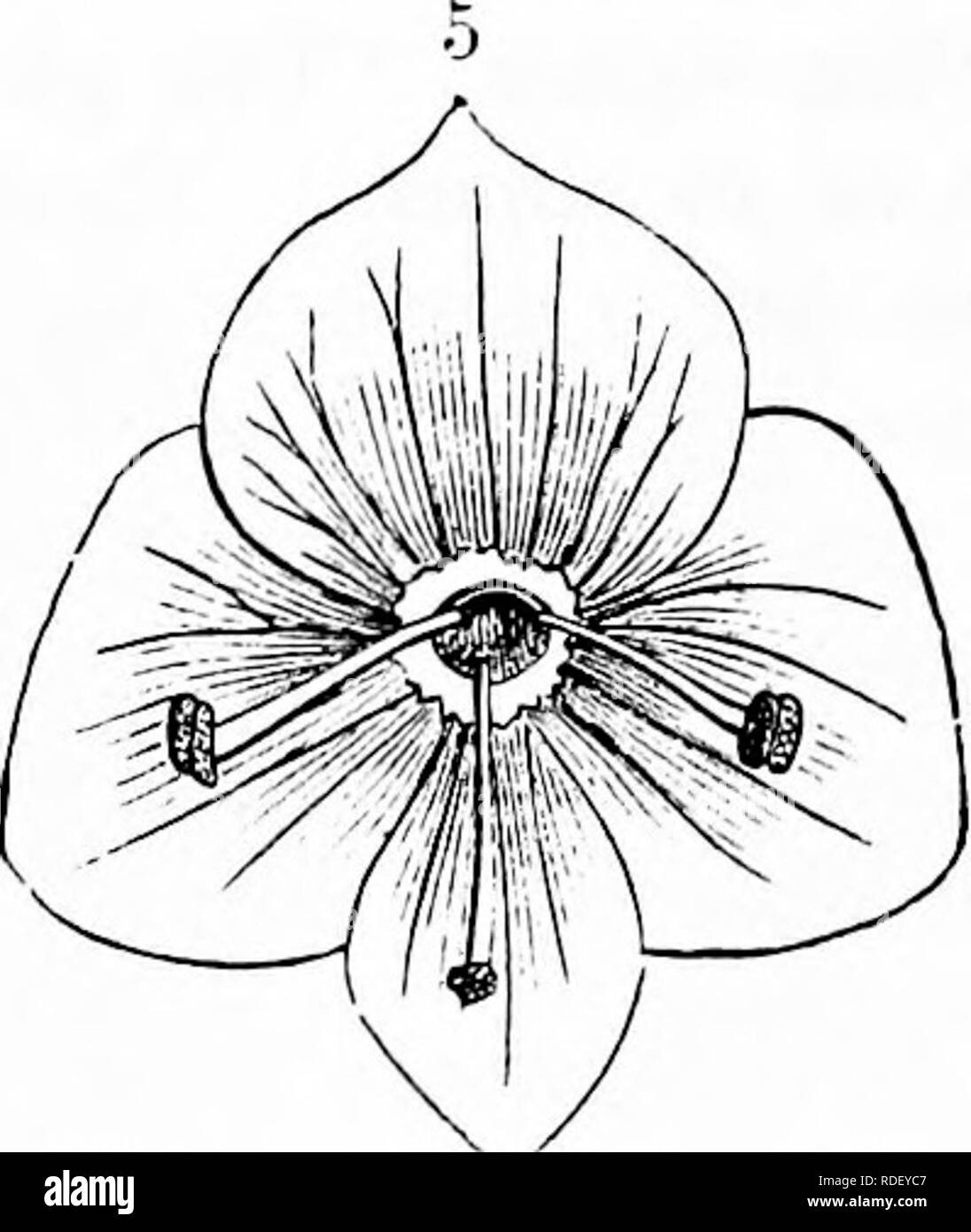 Nectar Guide High Resolution Stock Photography and Images - Alamy