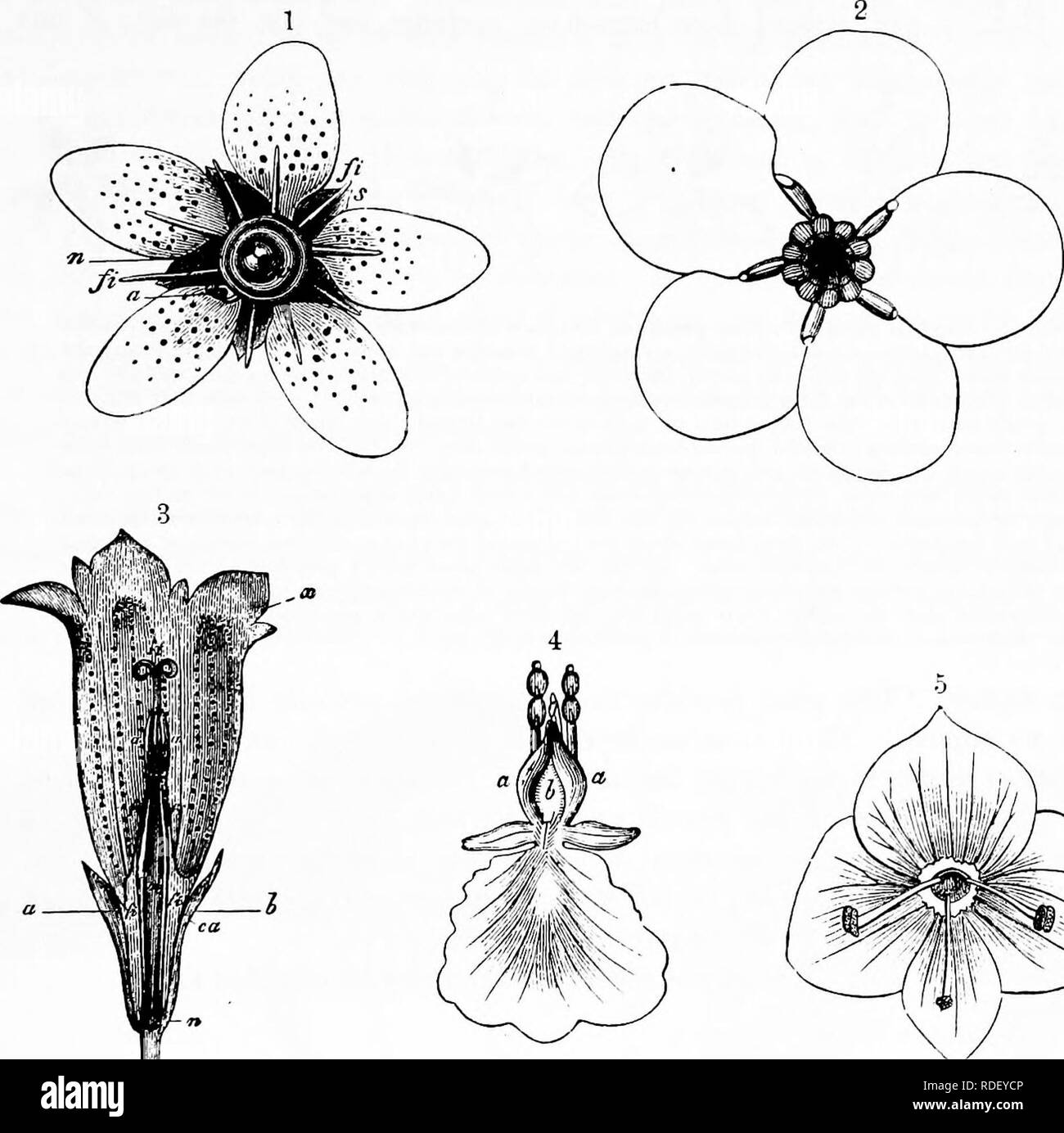 Double fertilisation hi-res stock photography and images - Alamy