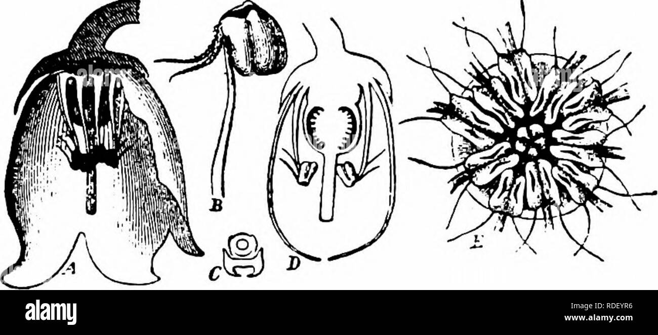 Pollination diagram Black and White Stock Photos & Images - Alamy