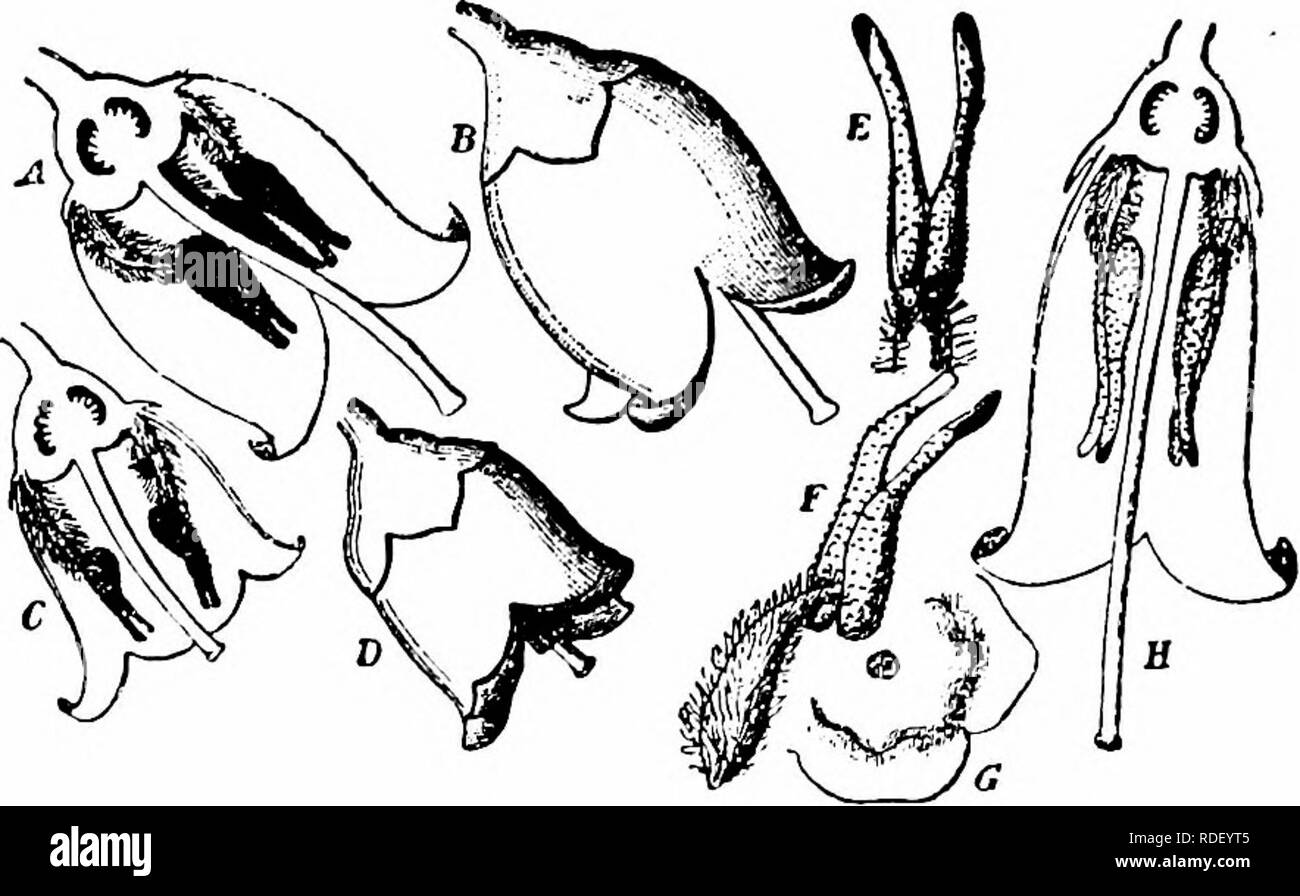 Two humble bees hi-res stock photography and images - Alamy