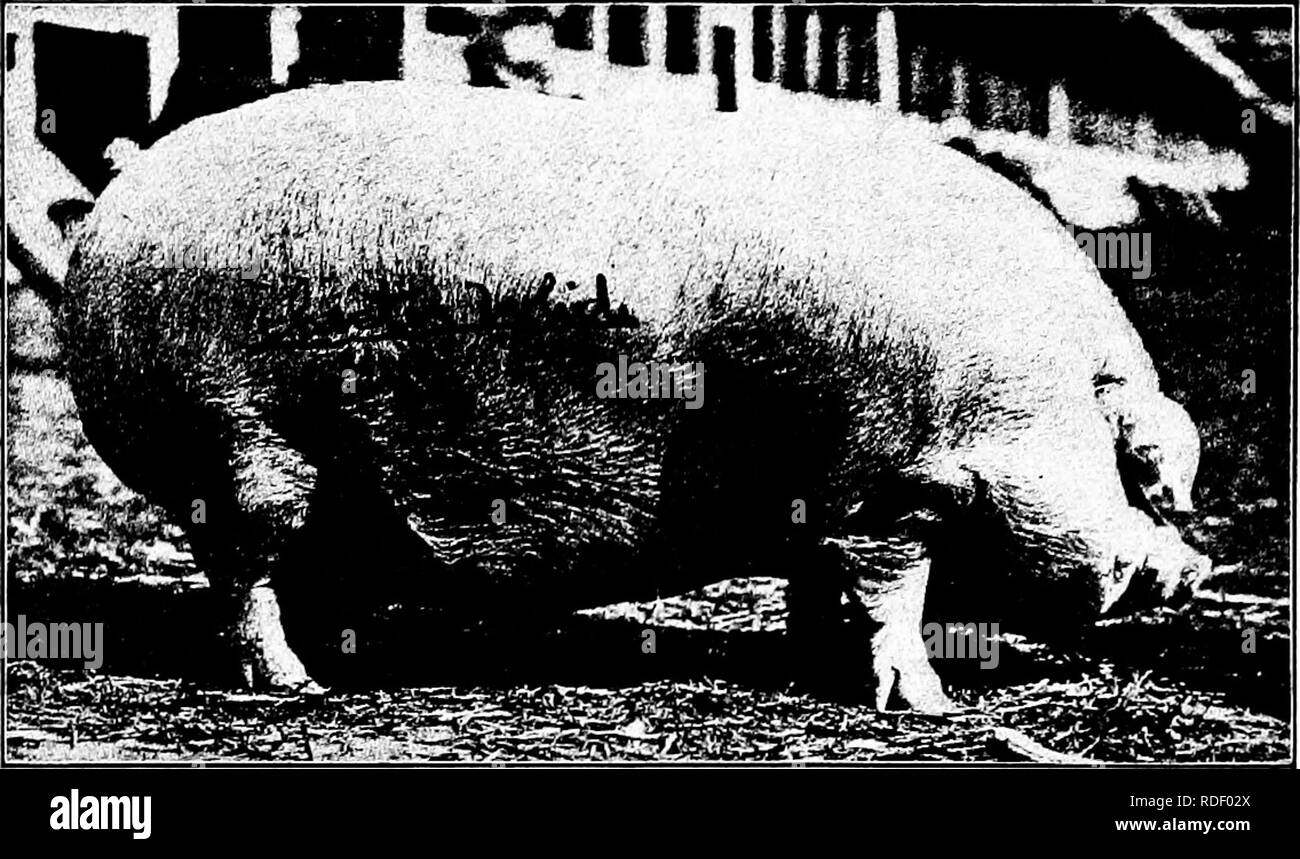 . Types and breeds of farm animals . Livestock. THE CHESTER WHITE 501 ...