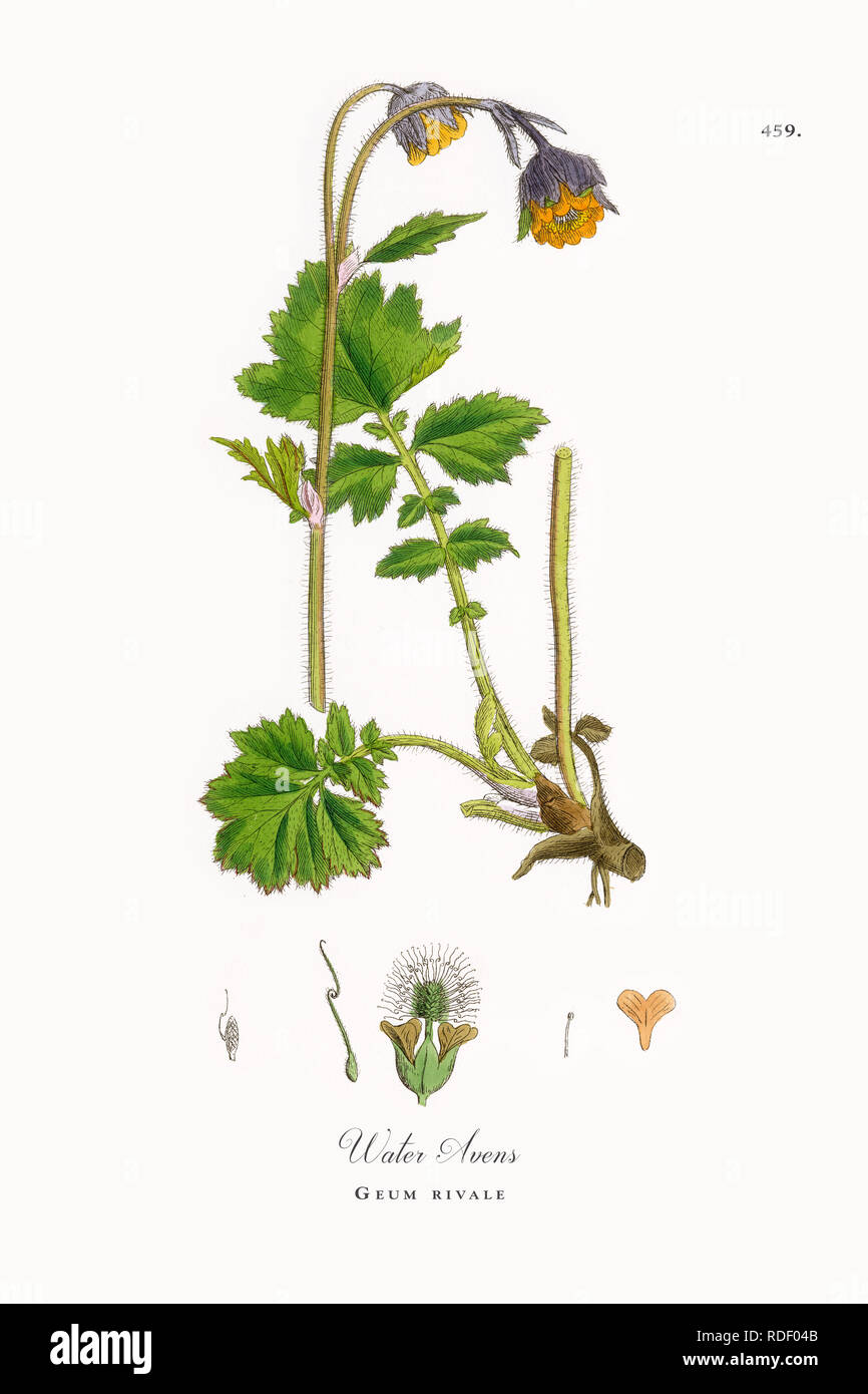 Antique Hand-Colored English Victorian Botanical Illustration, Circa ...