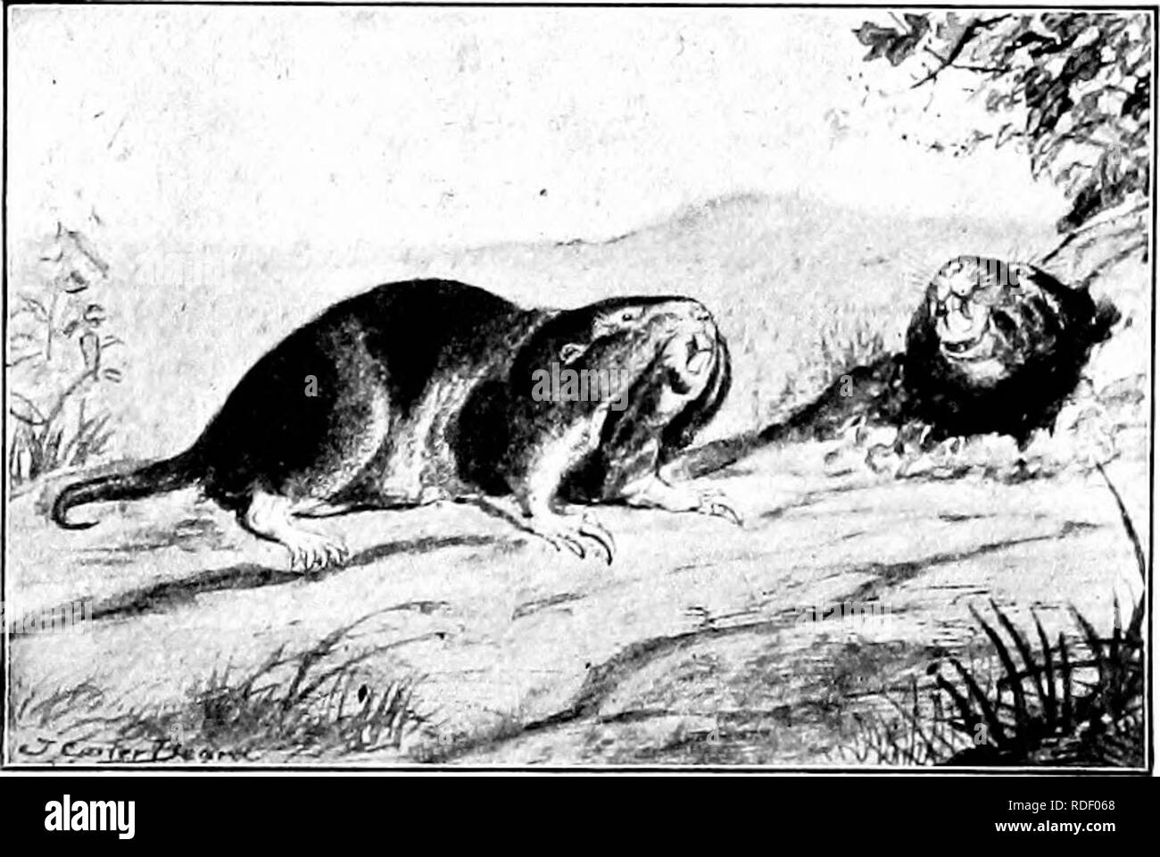 . The American natural history; a foundation of useful knowledge of the ...