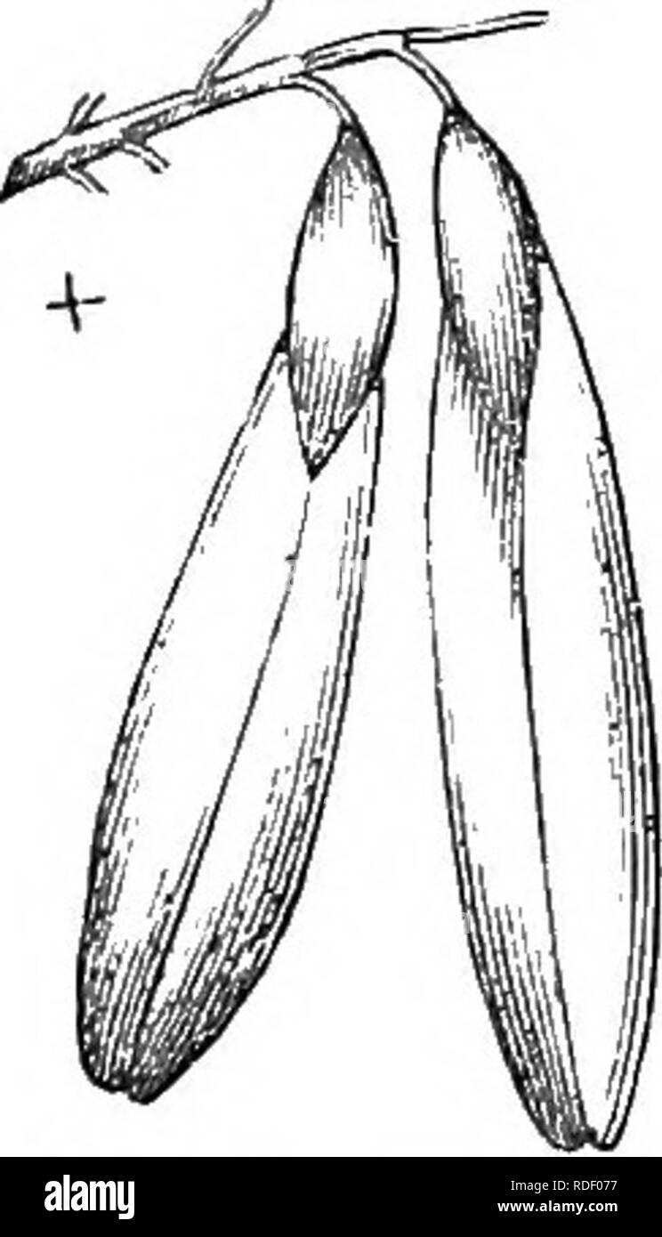 Fraxinus spec hi-res stock photography and images - Alamy