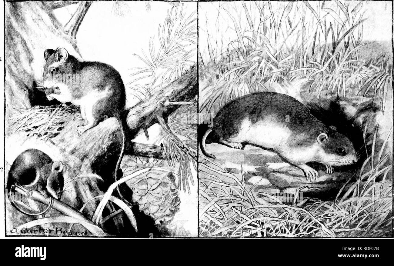 Buffalo brain Black and White Stock Photos & Images - Alamy