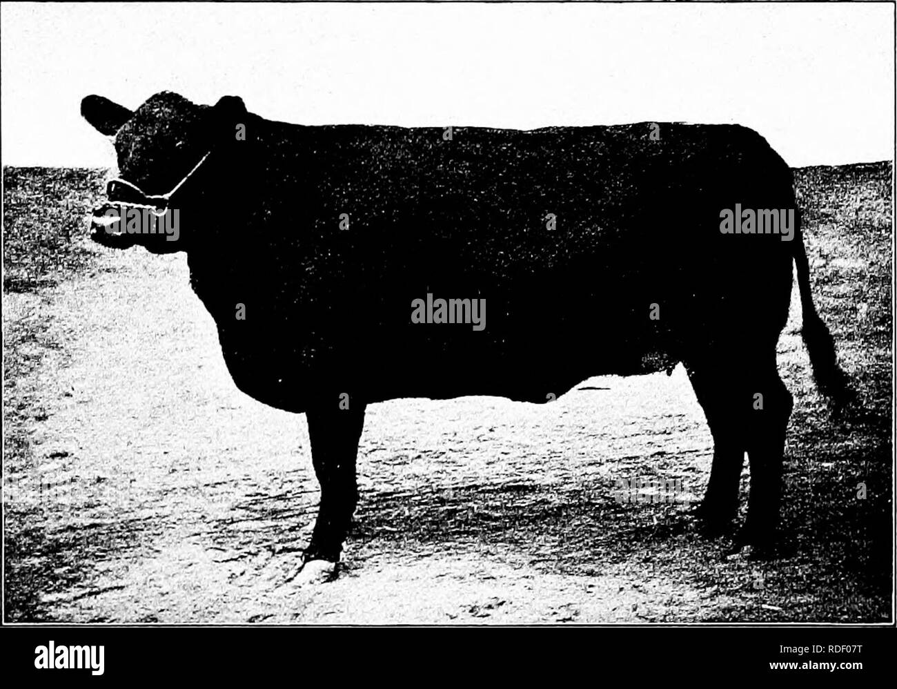 Angus cows shorthorn hi-res stock photography and images - Alamy