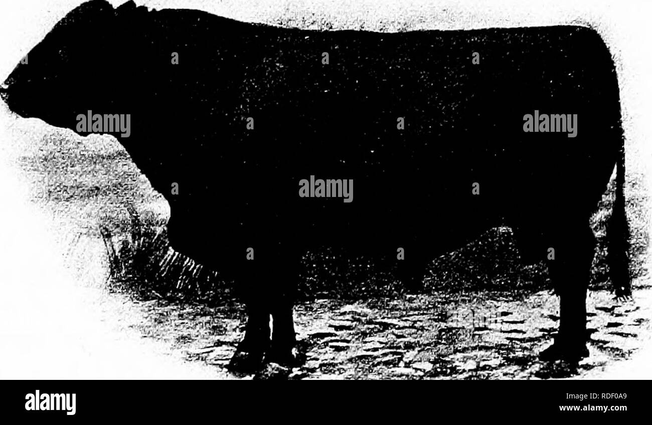 Durham shorthorn cattle hi-res stock photography and images - Alamy