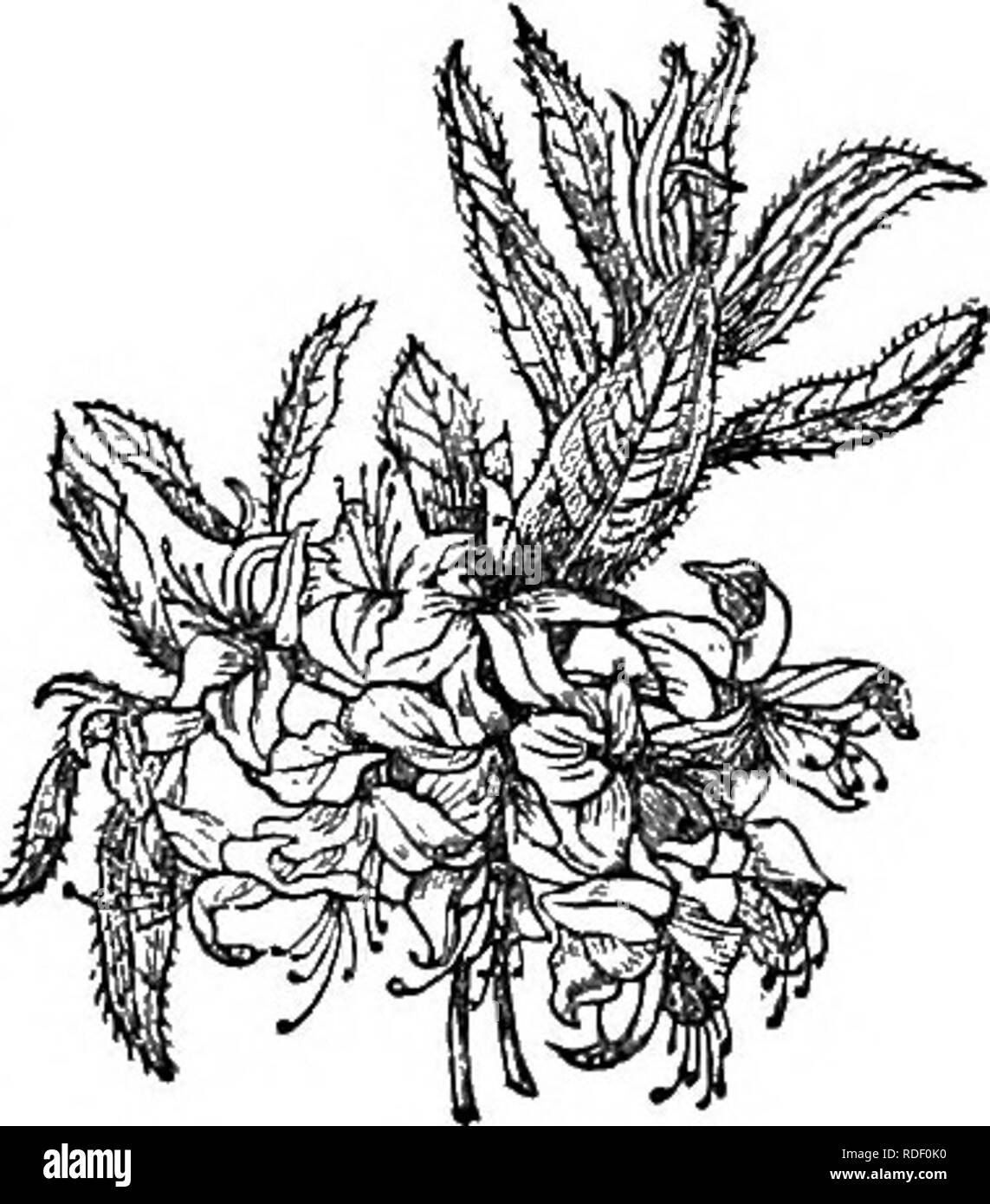 Five lobed funnel shaped corolla Black and White Stock Photos & Images ...