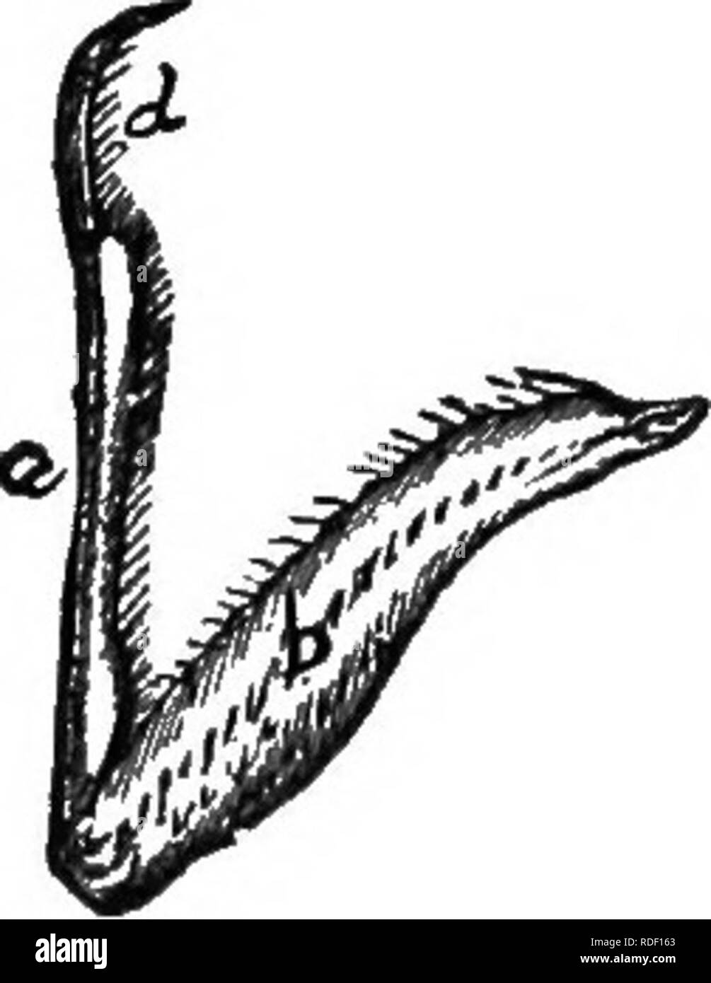 Sword like beak Black and White Stock Photos & Images - Alamy