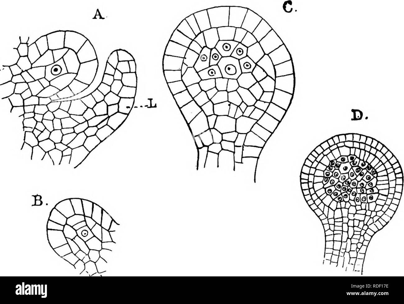 . The structure and development of mosses and ferns (Archegoniatae ...